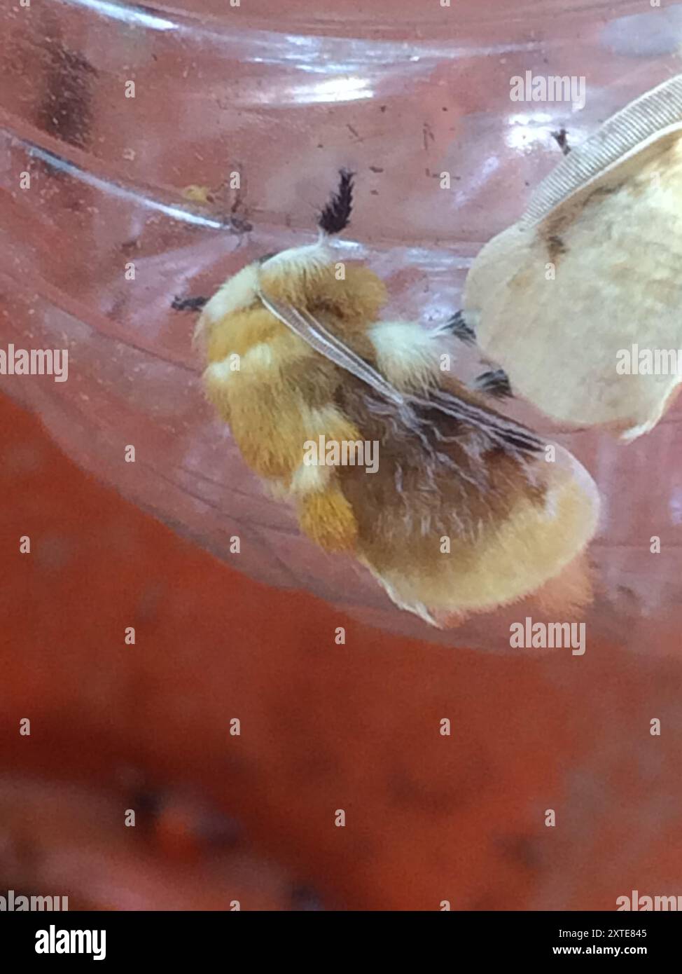 Southern Flannel Moth (Megalopyge opercularis) Insecta Stock Photo - Alamy