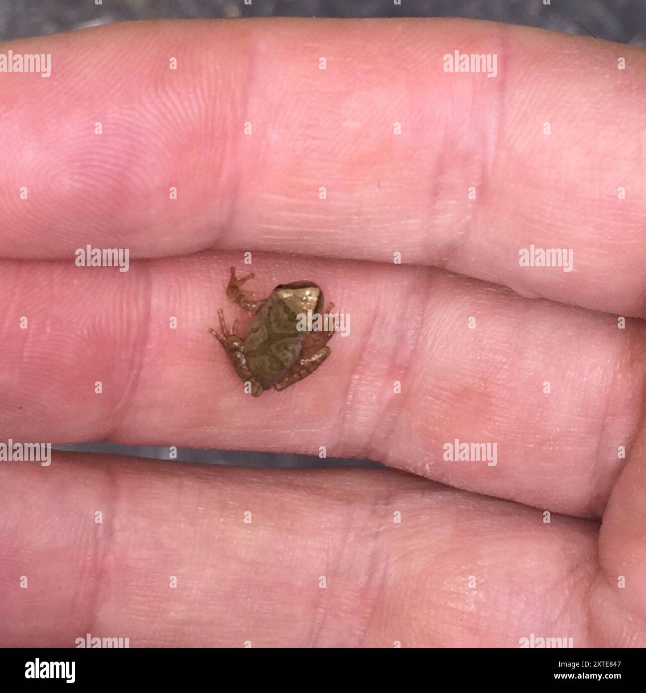 Spring Peeper (Pseudacris crucifer) Amphibia Stock Photo - Alamy