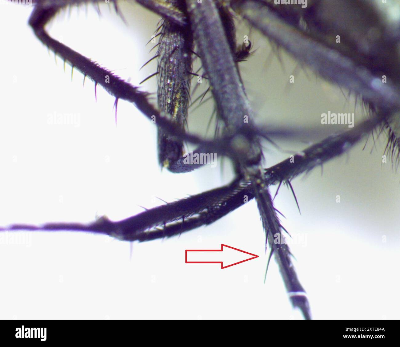 Common Cluster Fly (Pollenia rudis) Insecta Stock Photo - Alamy