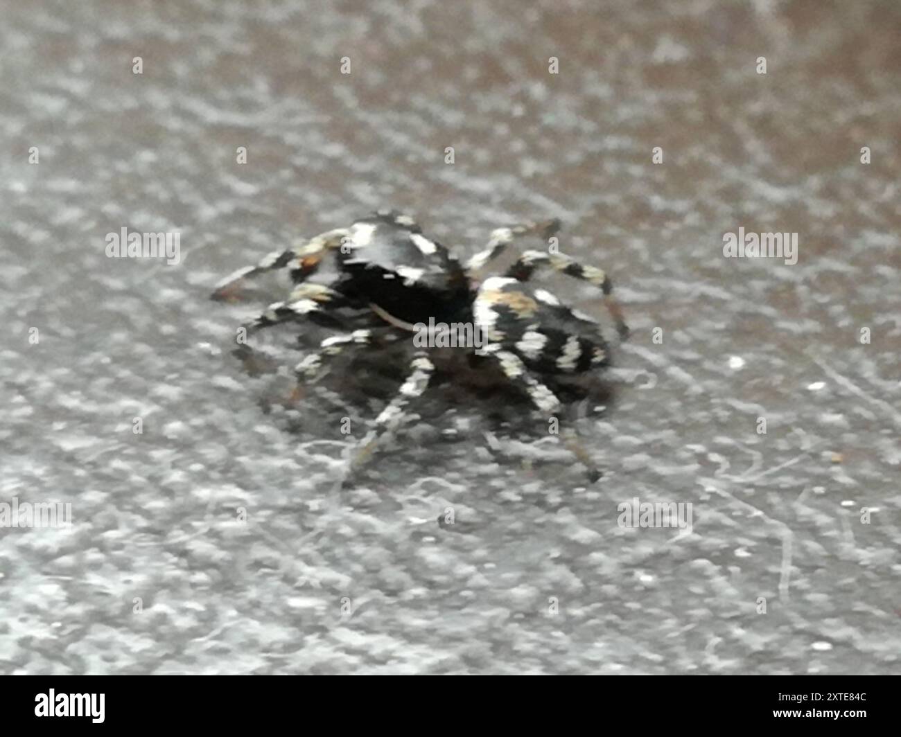 Zebra Jumping Spider (Salticus scenicus) Arachnida Stock Photo - Alamy