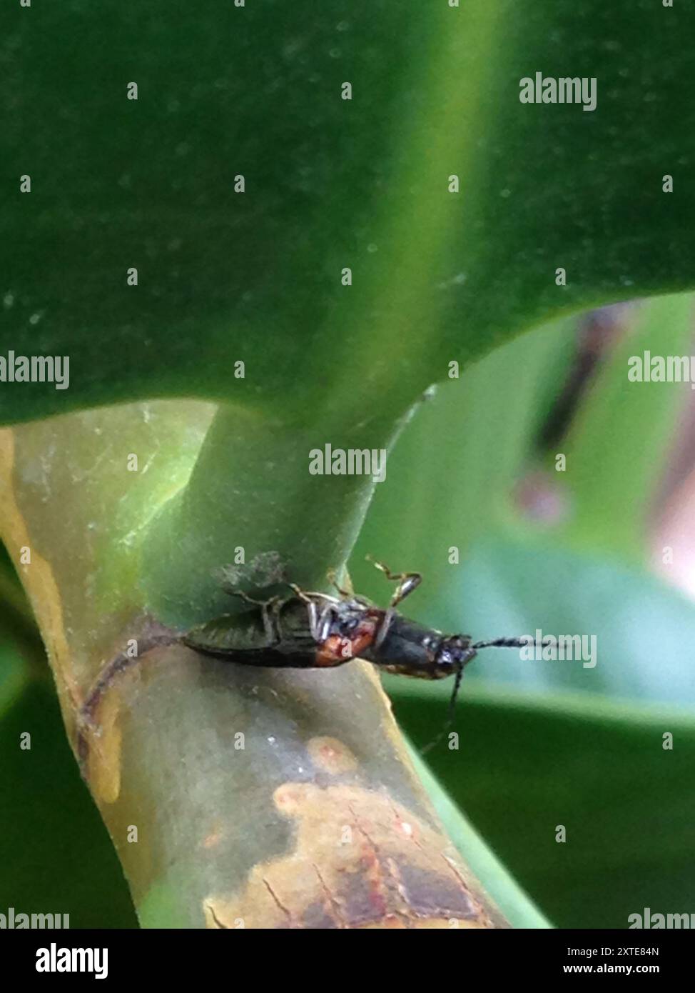(Athous scapularis) Insecta Stock Photo - Alamy