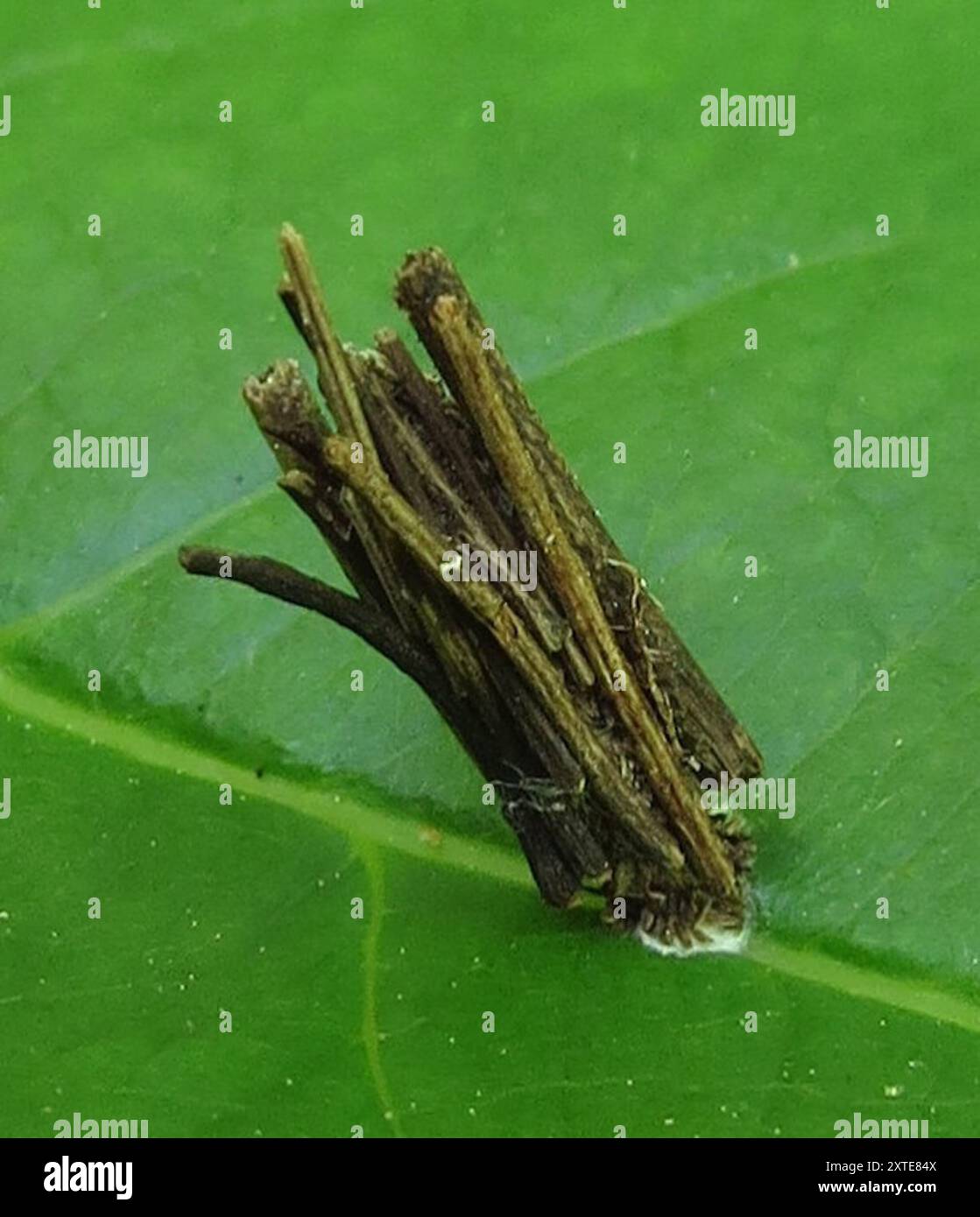 Common Bagworm Moth (Psyche casta) Insecta Stock Photo - Alamy