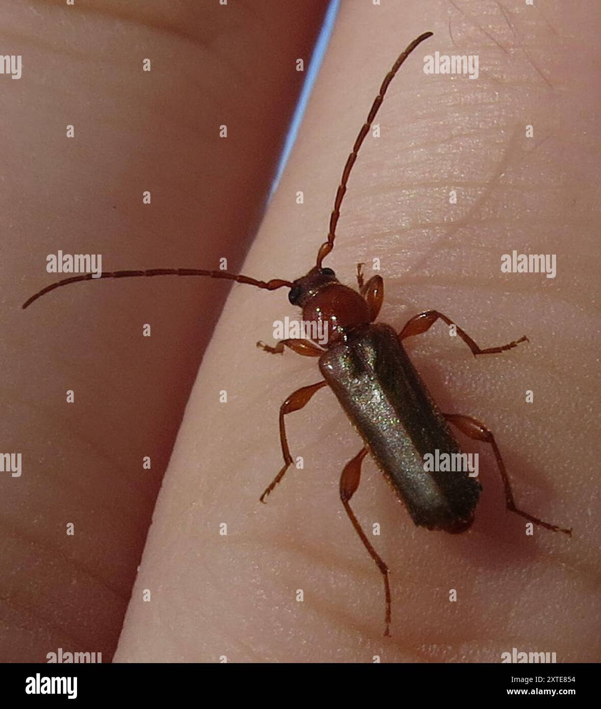 Tanbark Borer (Phymatodes testaceus) Insecta Stock Photo - Alamy