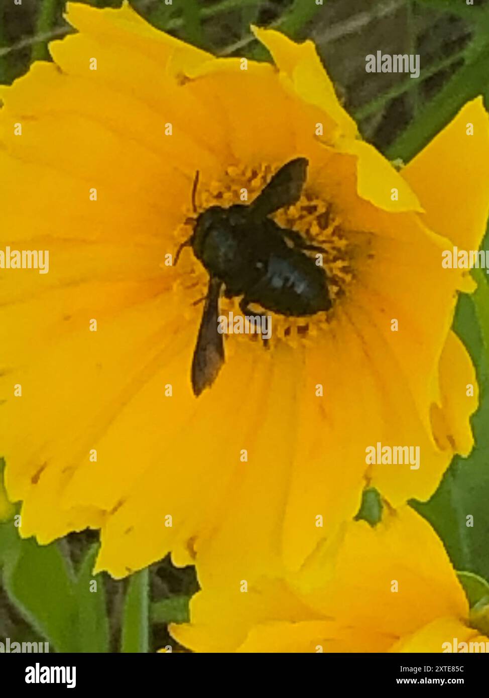 Carpenter-mimic Leafcutter Bee (Megachile xylocopoides) Insecta Stock ...