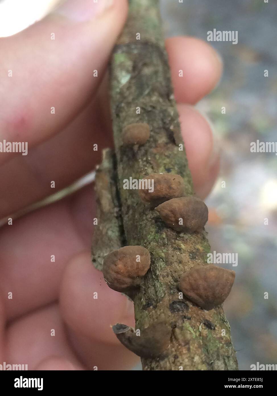 (Anthracophyllum lateritium) Fungi Stock Photo - Alamy
