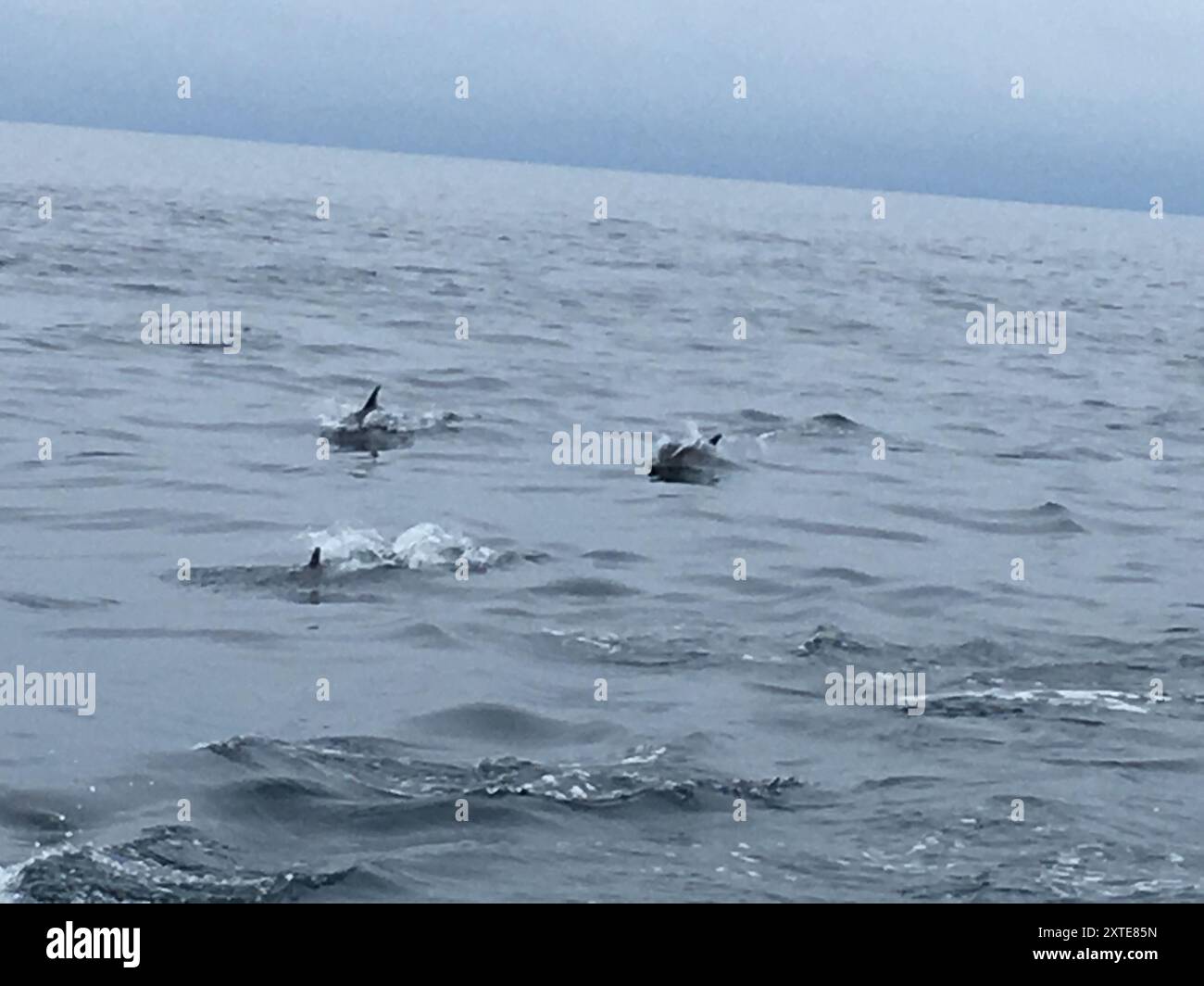 Common Dolphin (Delphinus delphis) Mammalia Stock Photo - Alamy