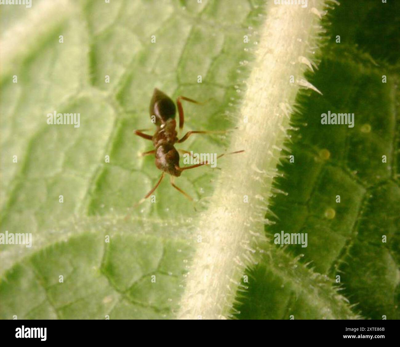 True Bugs (Heteroptera) Insecta Stock Photo - Alamy
