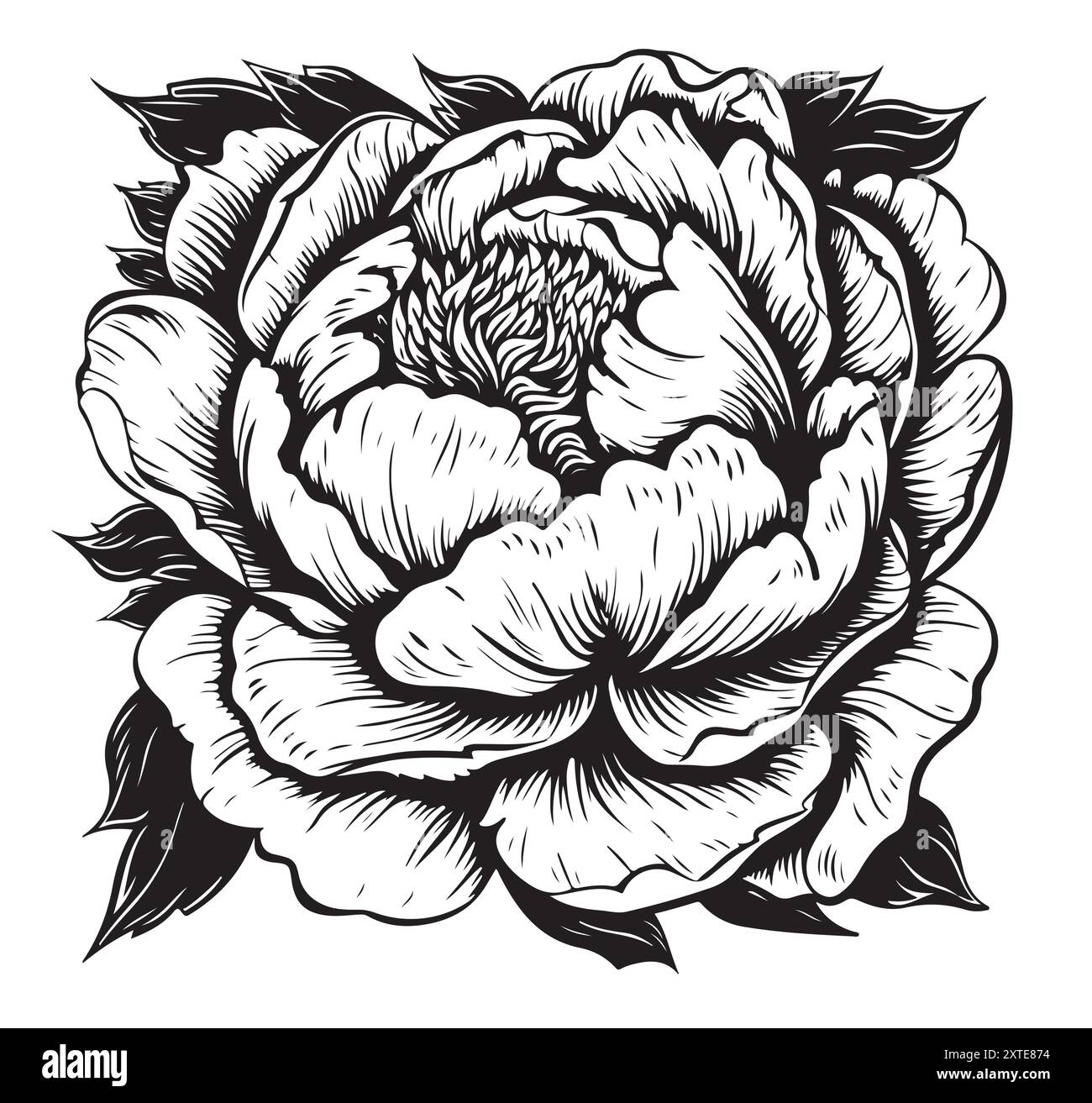 peony flowers illustration. hand drawn line drawing of abstract flower ...