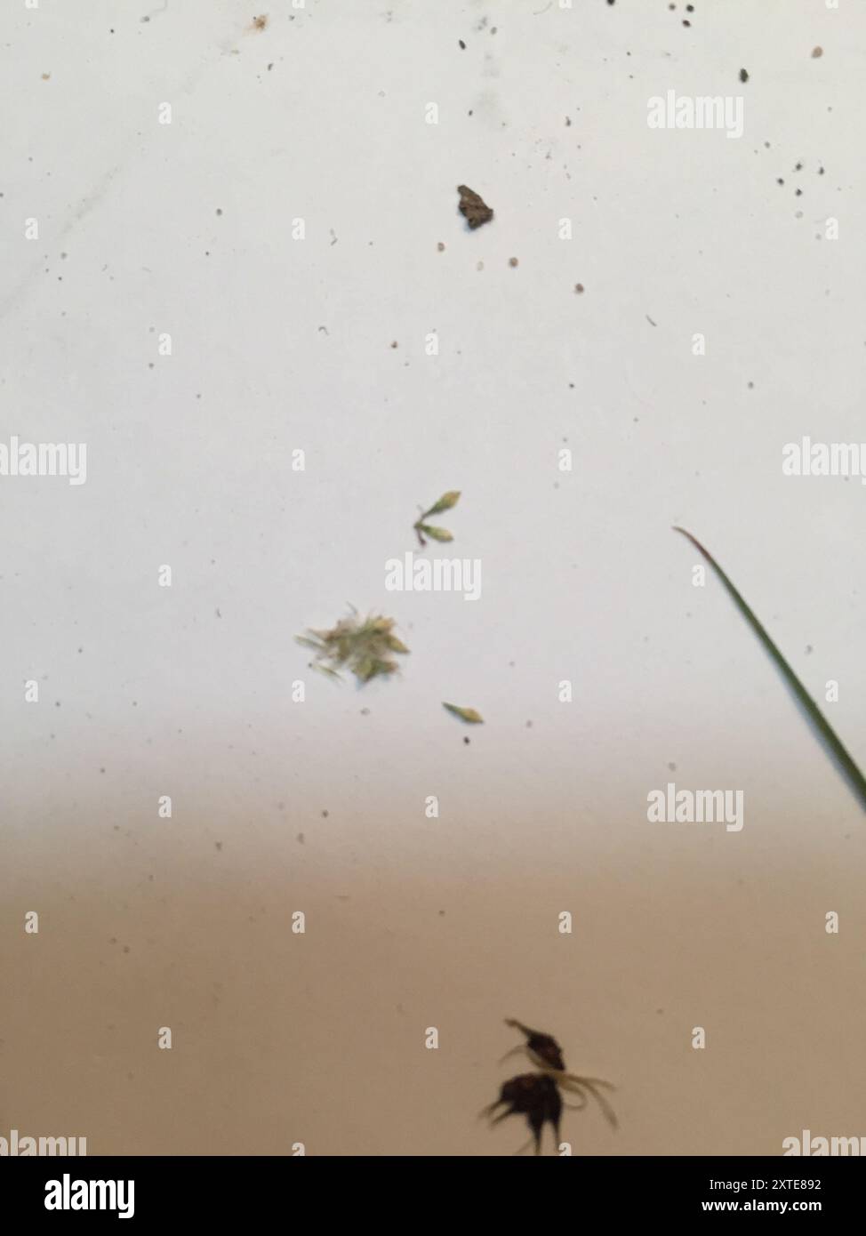 Blunt Broom Sedge (Carex tribuloides tribuloides) Plantae Stock Photo ...