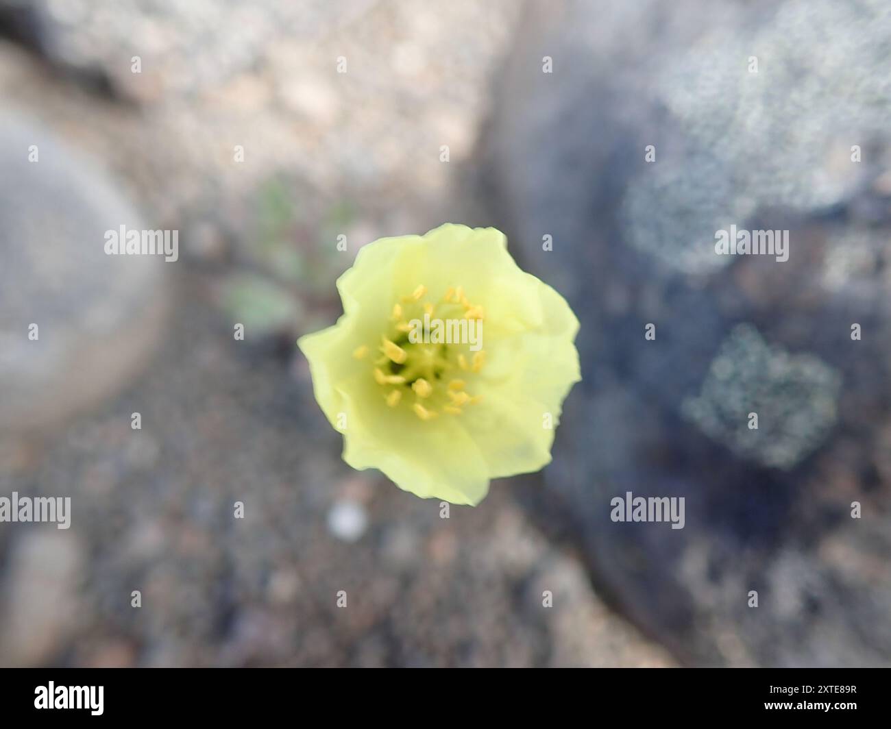 Arctic Poppy (Papaver radicatum) Plantae Stock Photo - Alamy