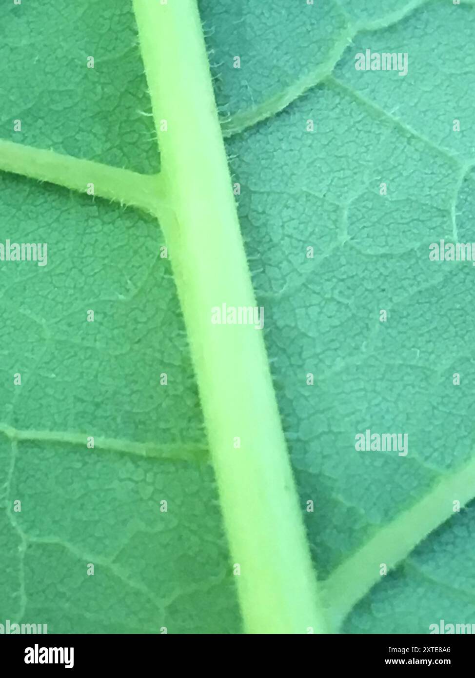 Giant Knotweed (Reynoutria sachalinensis) Plantae Stock Photo - Alamy