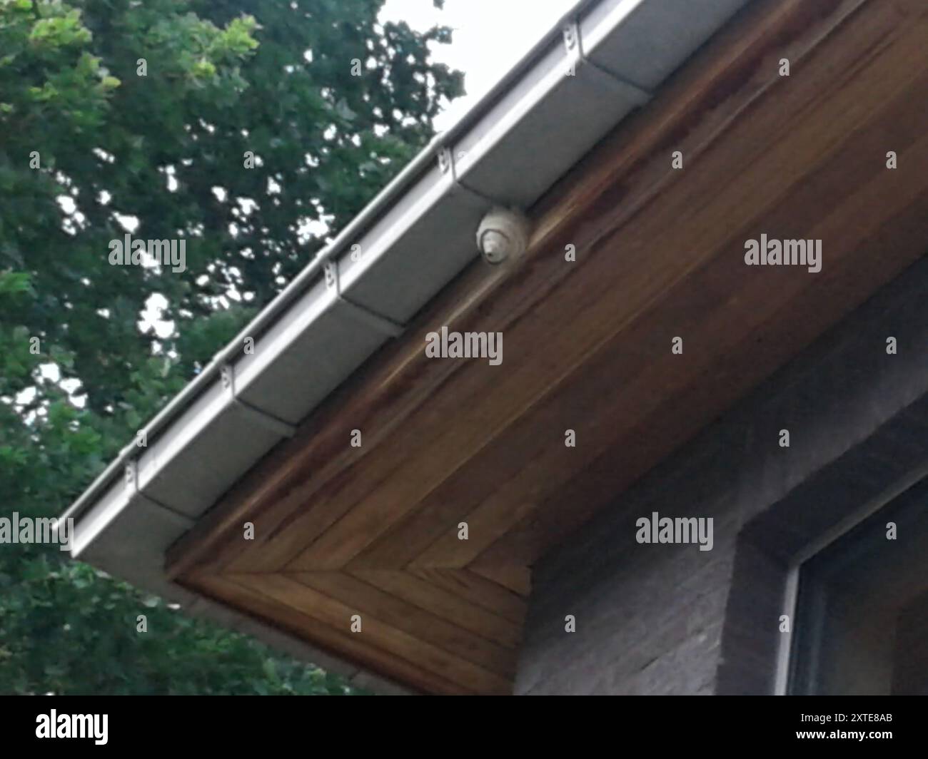 Hornets and Yellowjackets (Vespinae) Insecta Stock Photo - Alamy