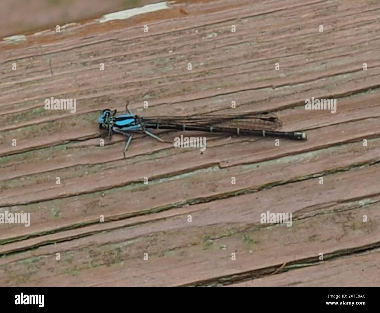 Blue-tipped Dancer (Argia tibialis) Insecta Stock Photo - Alamy