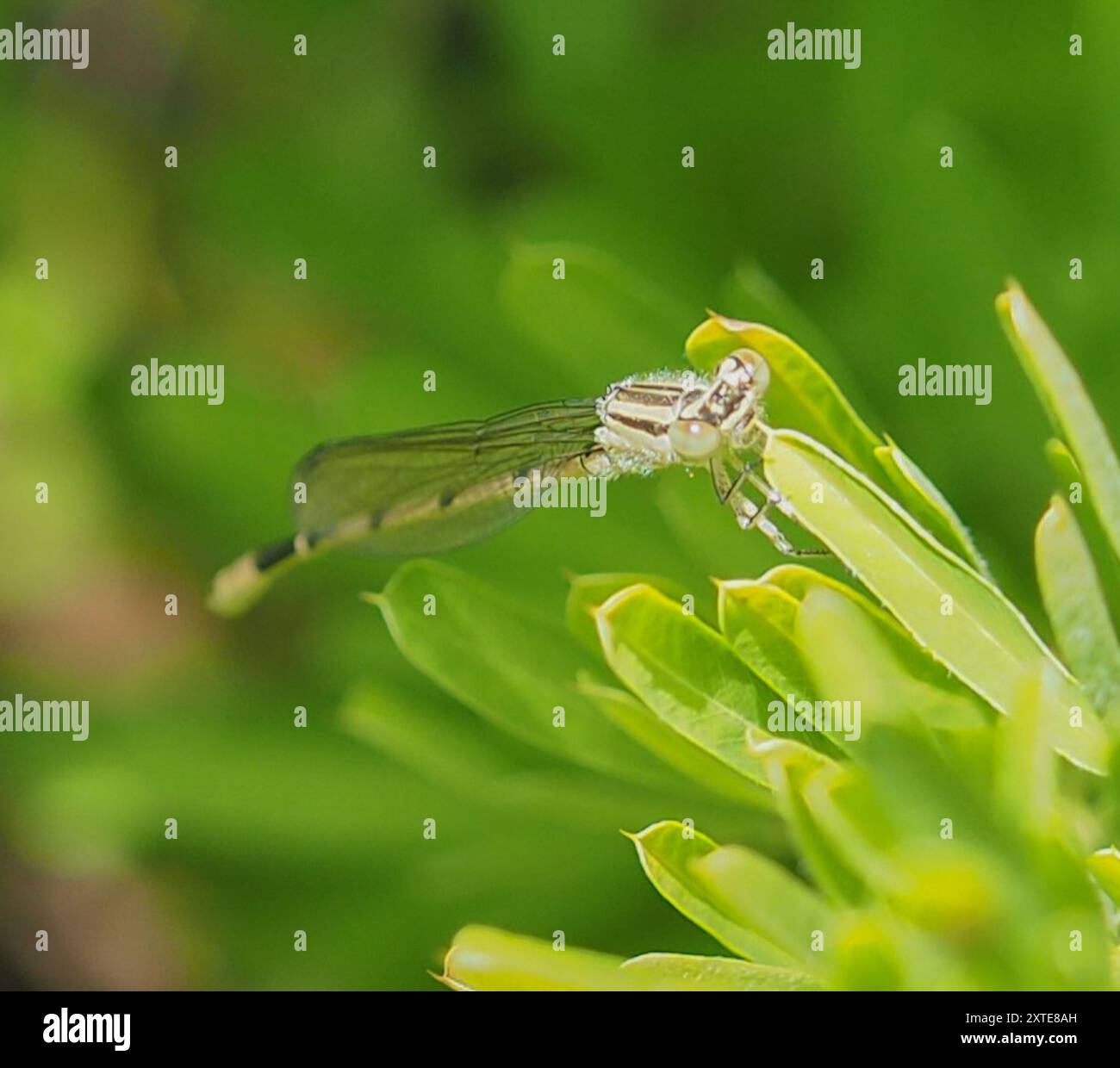 Big Bluet (Enallagma durum) Insecta Stock Photo - Alamy
