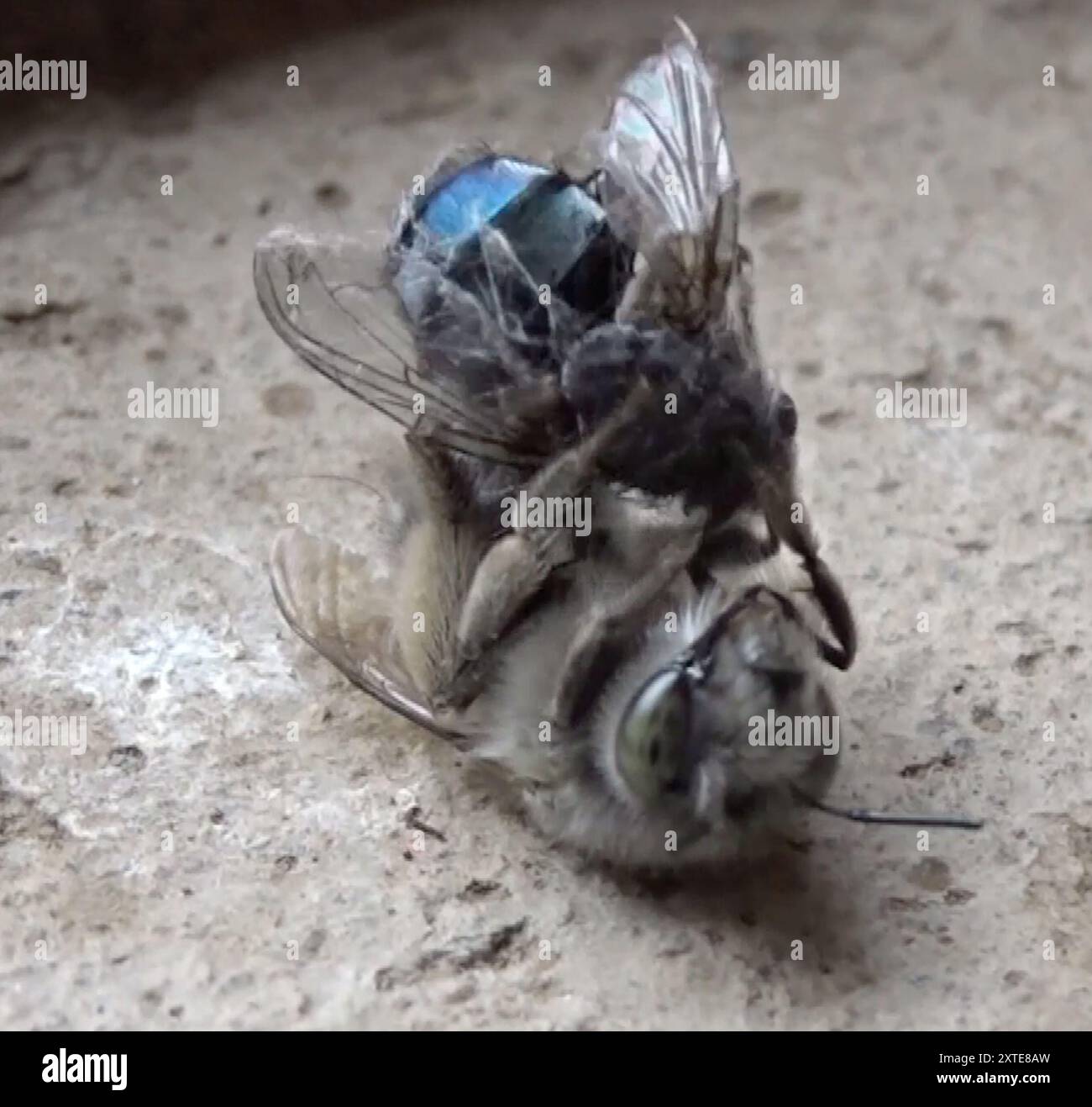 Common Digger Bees (Anthophora) Insecta Stock Photo - Alamy