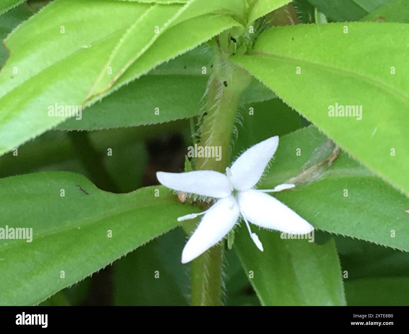 buttonweed (Diodia virginiana) Plantae Stock Photo - Alamy