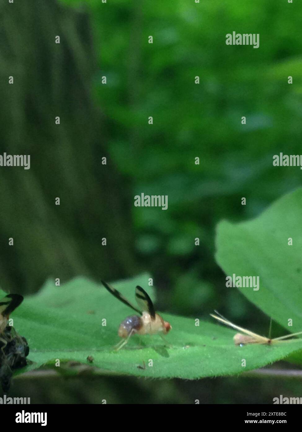 Antlered Flutter Fly (Toxonevra superba) Insecta Stock Photo - Alamy