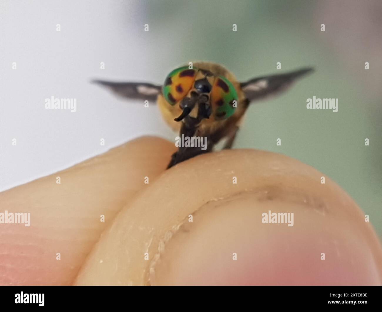 Square-spot Deer Fly (Chrysops viduatus) Insecta Stock Photo - Alamy