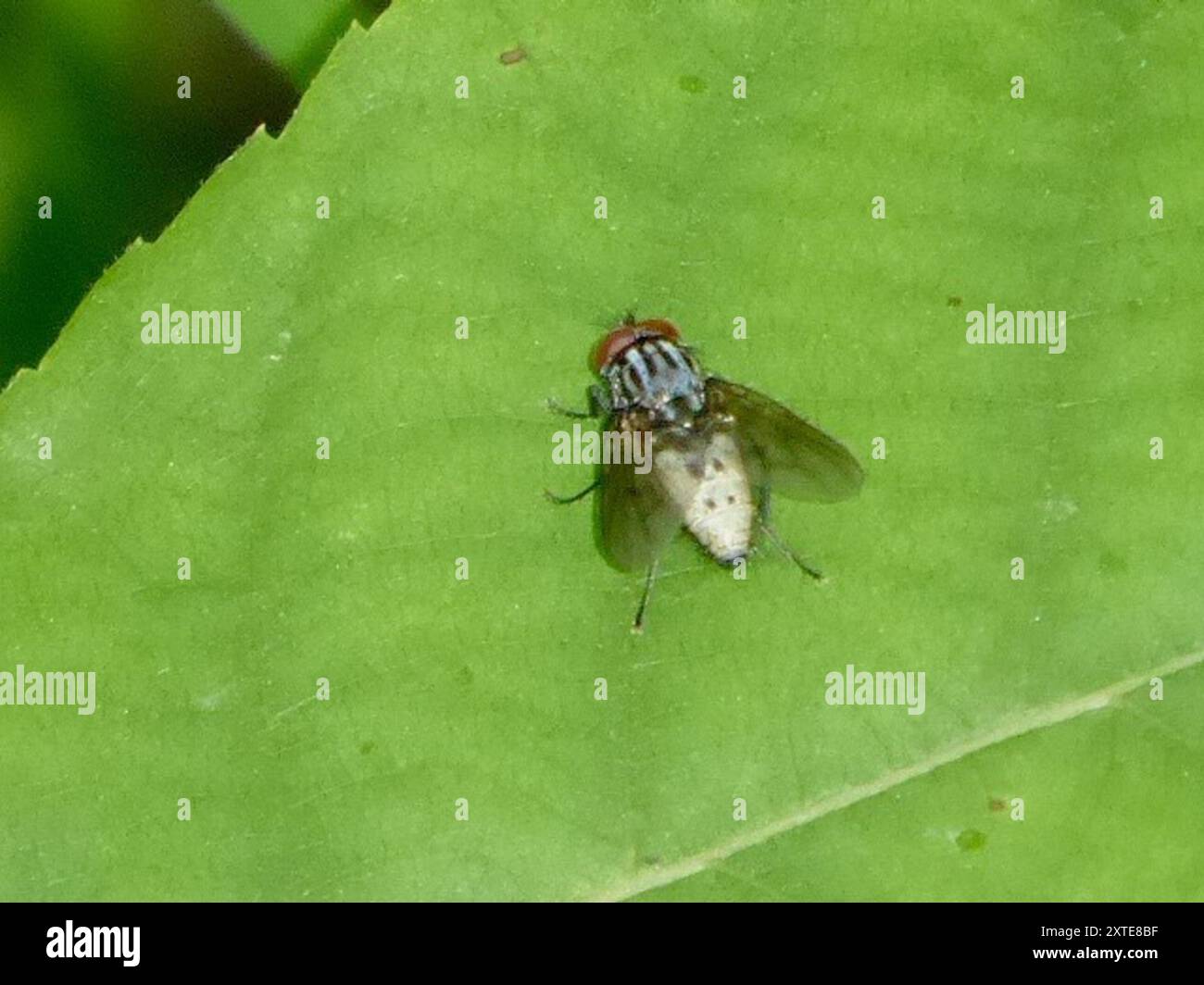 Muscoid Flies (Muscoidea) Insecta Stock Photo - Alamy