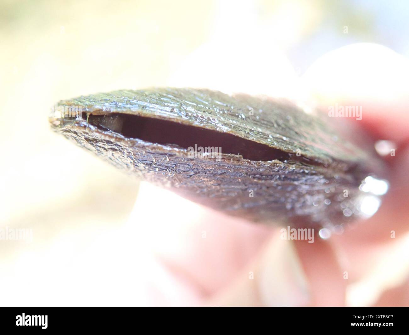 Western Pearlshell (Margaritifera falcata) Mollusca Stock Photo - Alamy