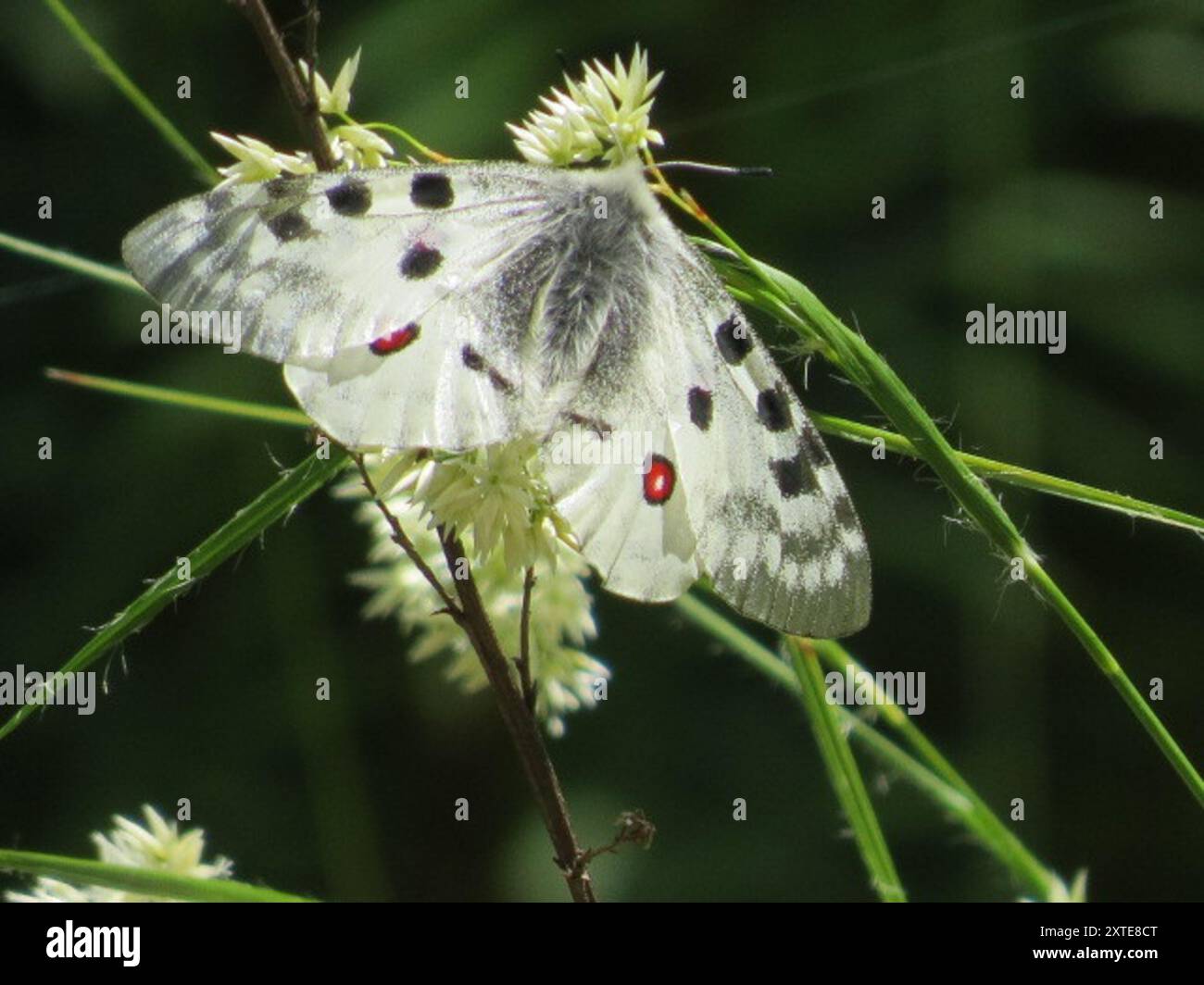 Apollo (Parnassius apollo) Insecta Stock Photo - Alamy