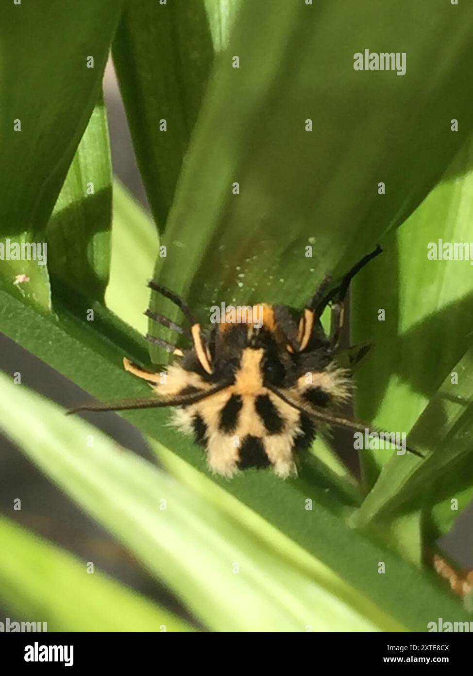 Little Virgin Tiger Moth (Apantesis virguncula) Insecta Stock Photo - Alamy
