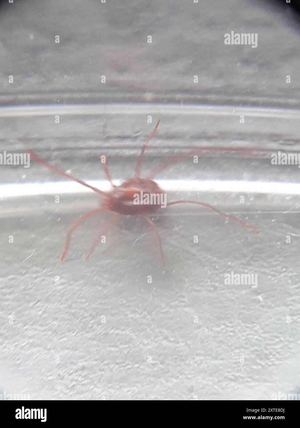 Mites and Ticks (Acari) Arachnida Stock Photo - Alamy