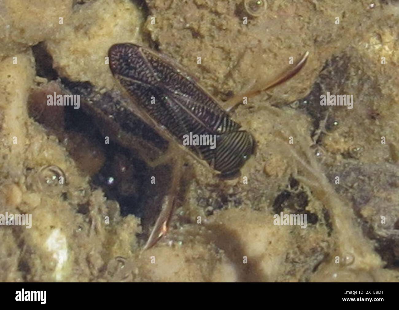 Water Boatmen (Corixidae) Insecta Stock Photo - Alamy