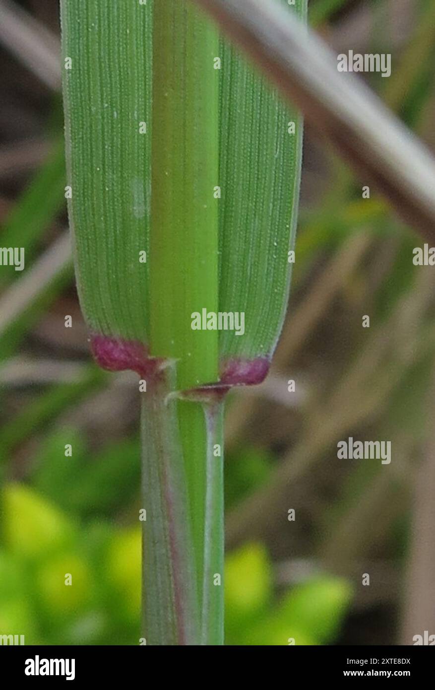 Smooth Meadow-grass (Poa pratensis) Plantae Stock Photo - Alamy