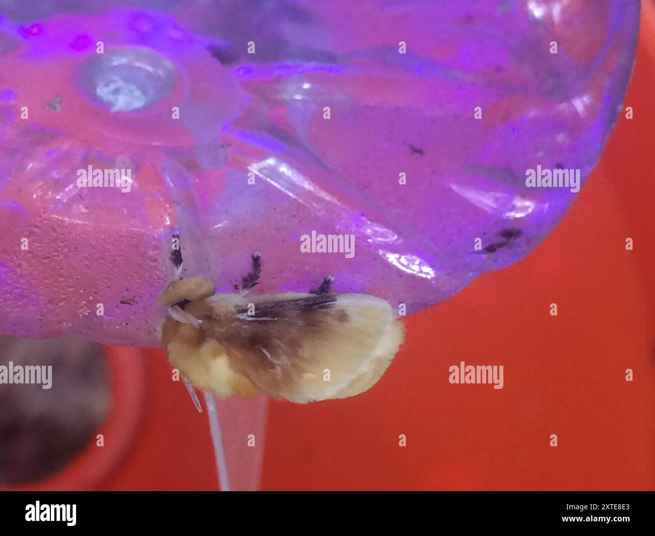 Southern Flannel Moth (Megalopyge opercularis) Insecta Stock Photo - Alamy