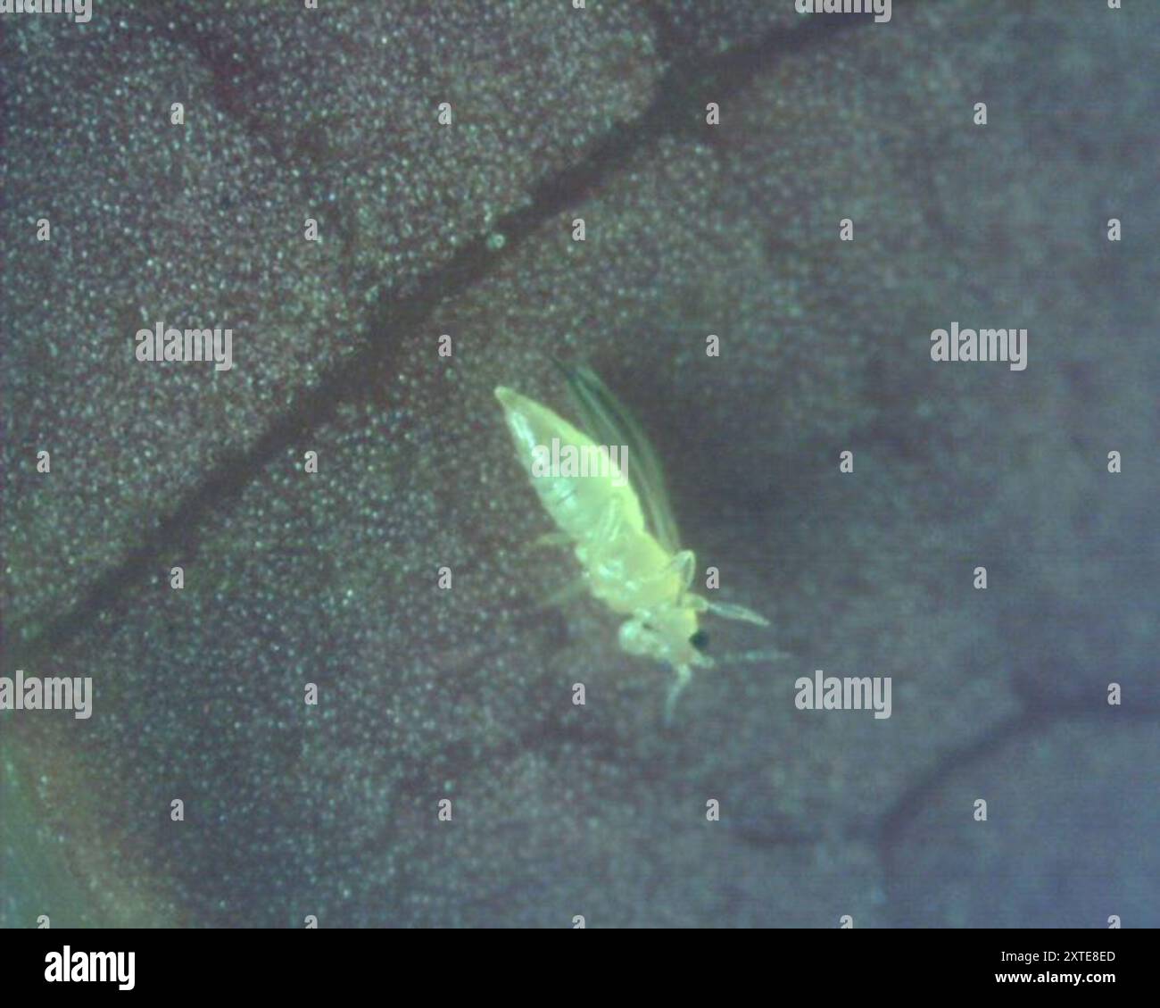 Chilli Thrips (Scirtothrips dorsalis) Insecta Stock Photo - Alamy