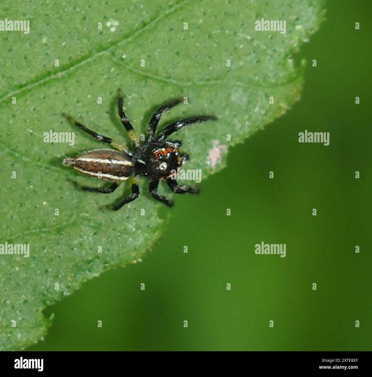 Sylvan Jumping Spider (Colonus sylvanus) Arachnida Stock Photo - Alamy