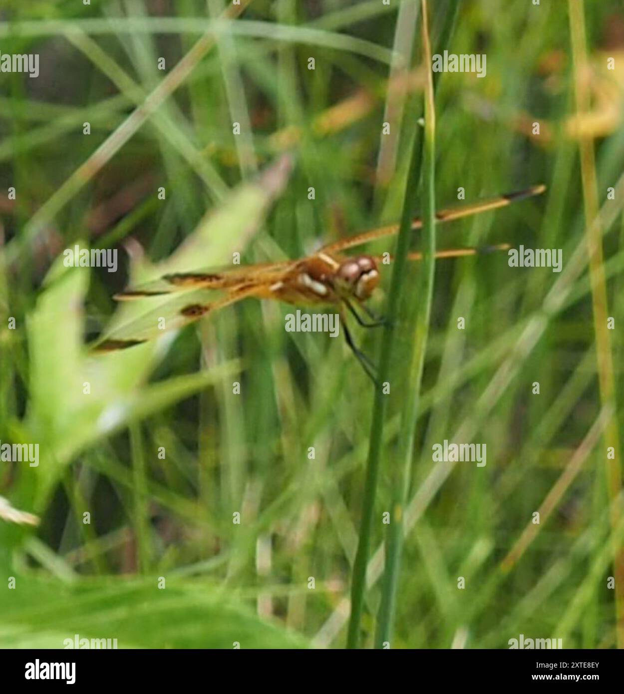 Painted Skimmer (Libellula semifasciata) Insecta Stock Photo - Alamy