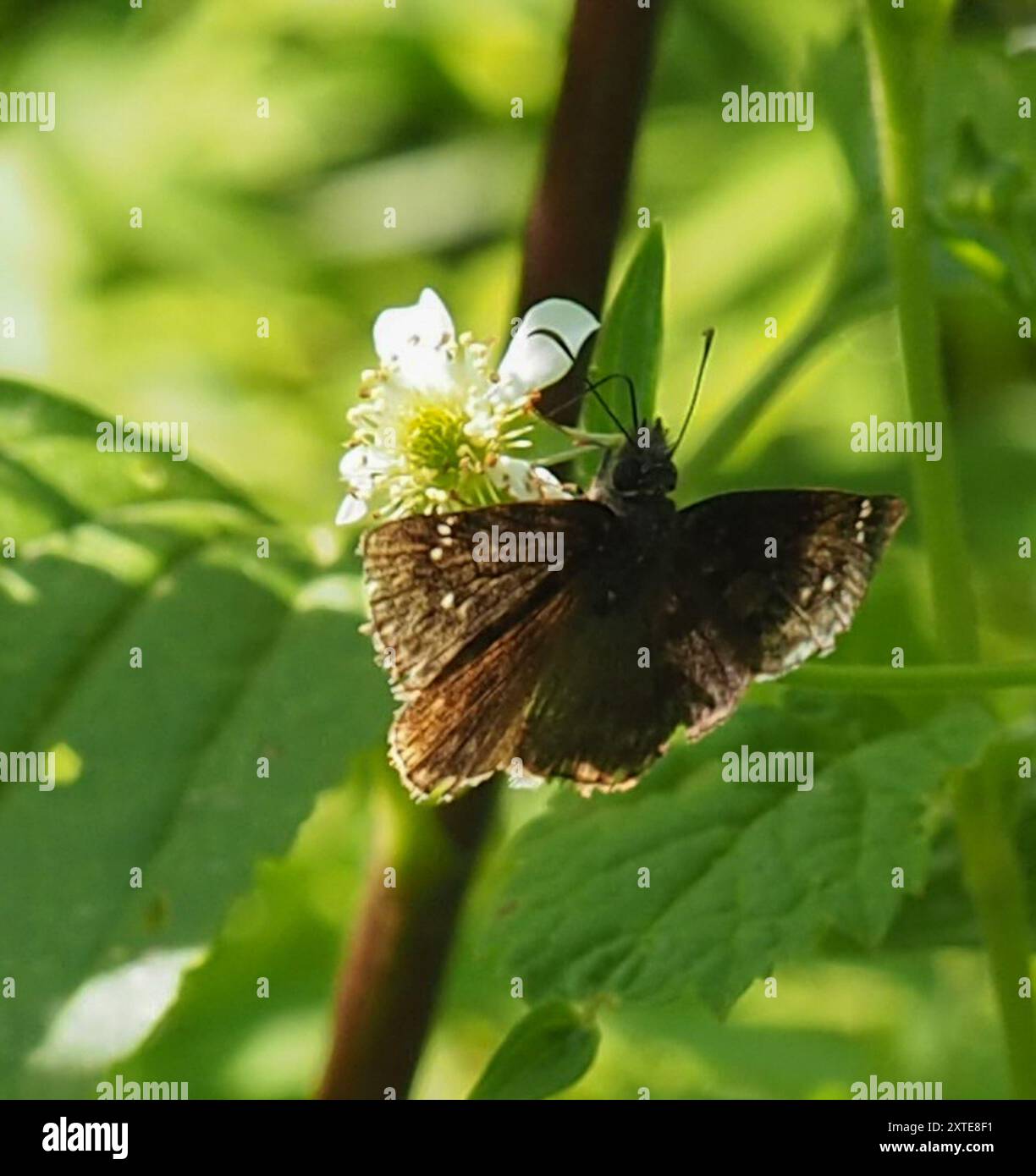 Wild Indigo Duskywing (Erynnis baptisiae) Insecta Stock Photo - Alamy
