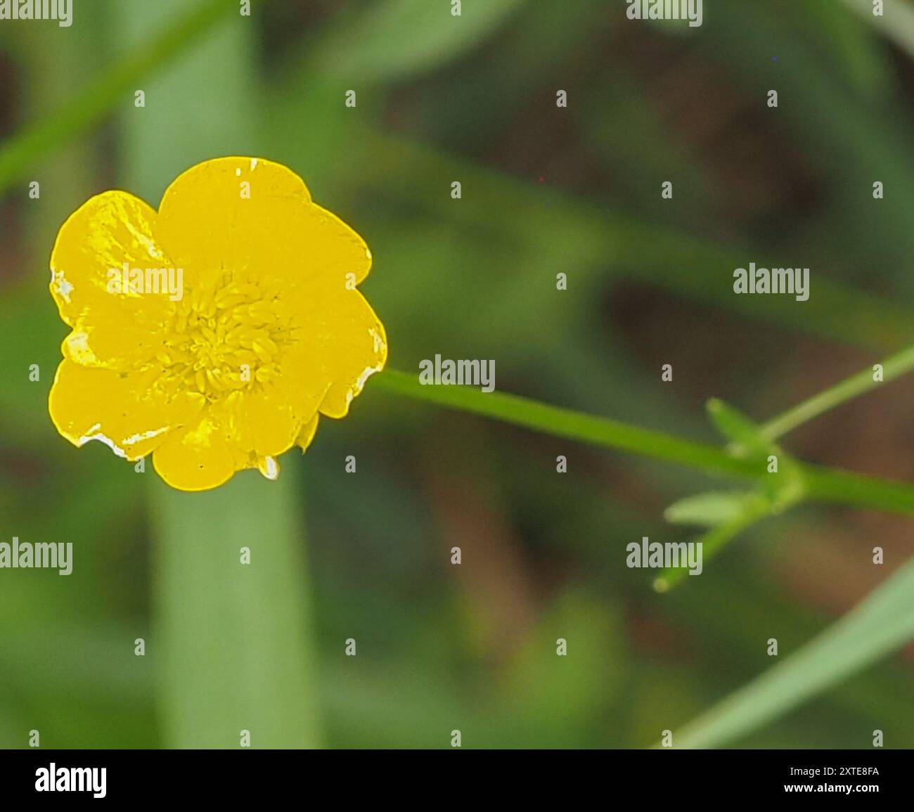 bulbous buttercup (Ranunculus bulbosus) Plantae Stock Photo - Alamy