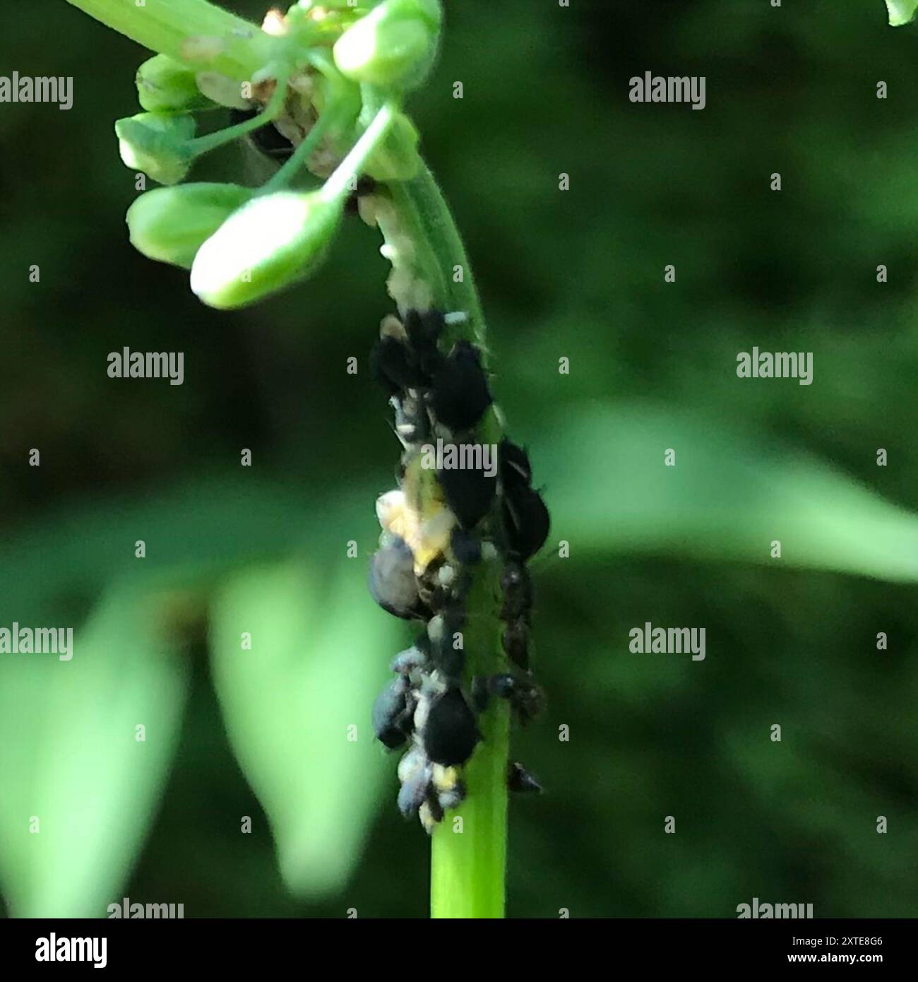 Aphids (Aphididae) Insecta Stock Photo - Alamy
