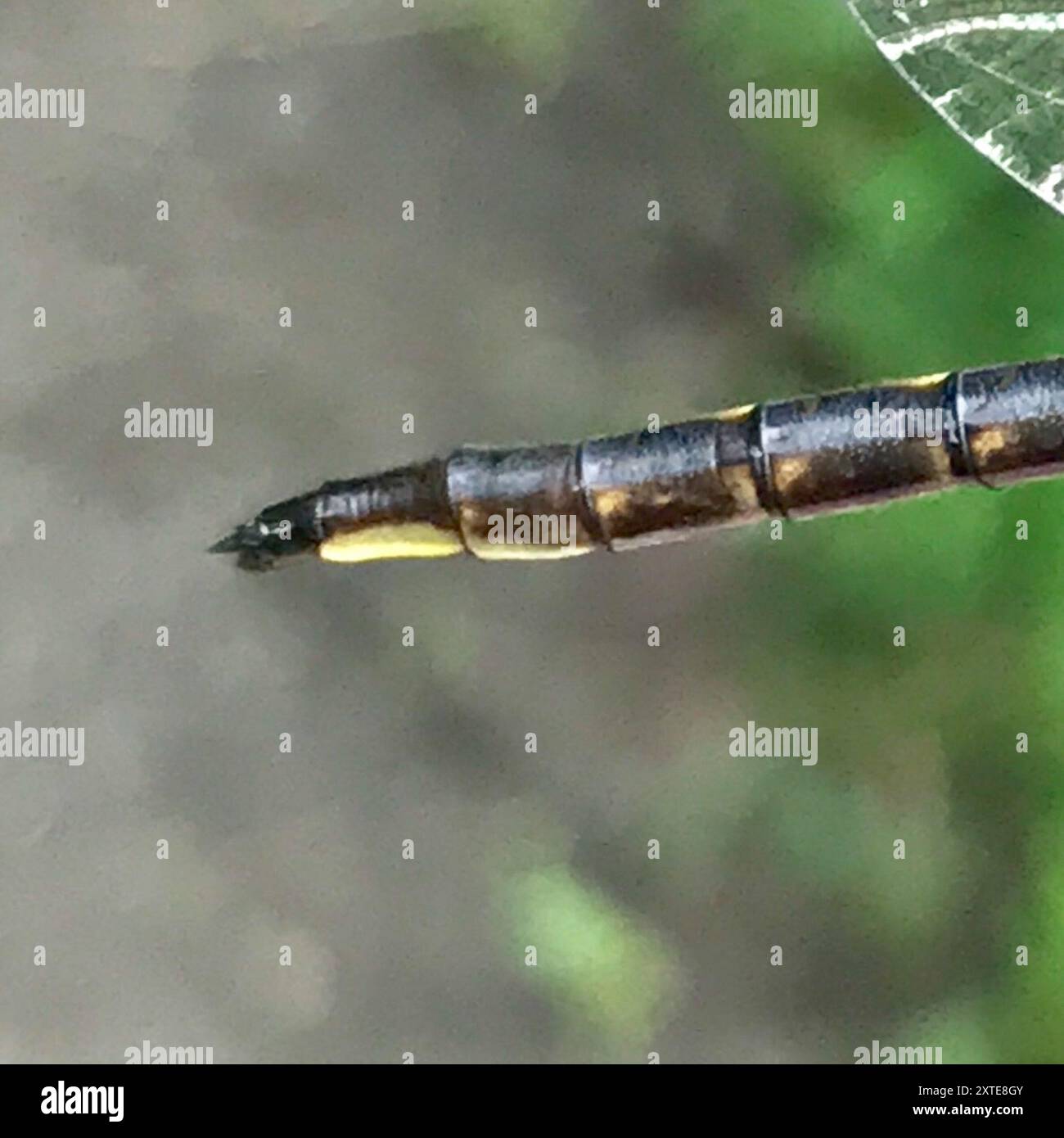 Phanogomphus Clubtails (Phanogomphus) Insecta Stock Photo - Alamy