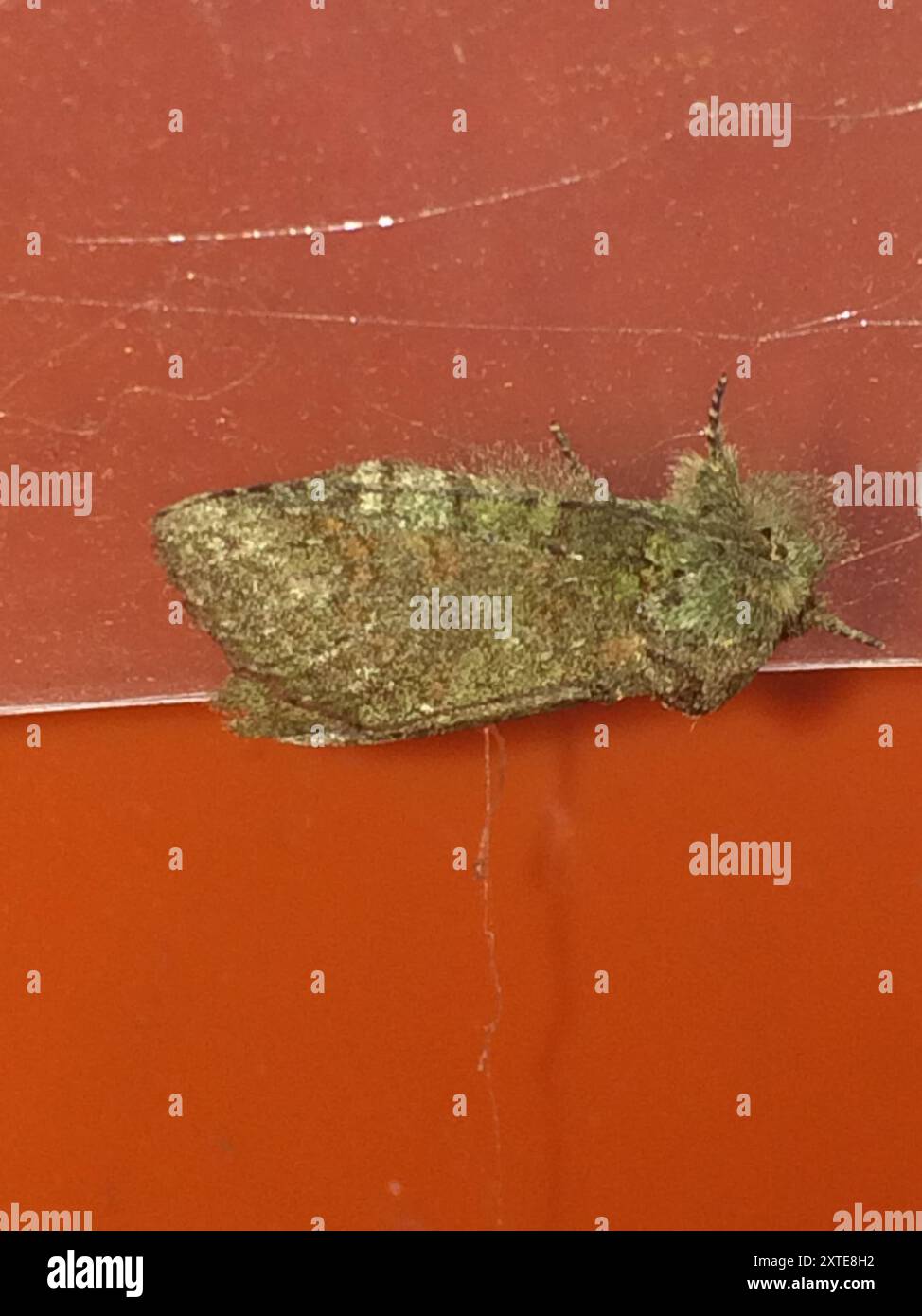 Owlet Moths and Allies (Noctuoidea) Insecta Stock Photo - Alamy