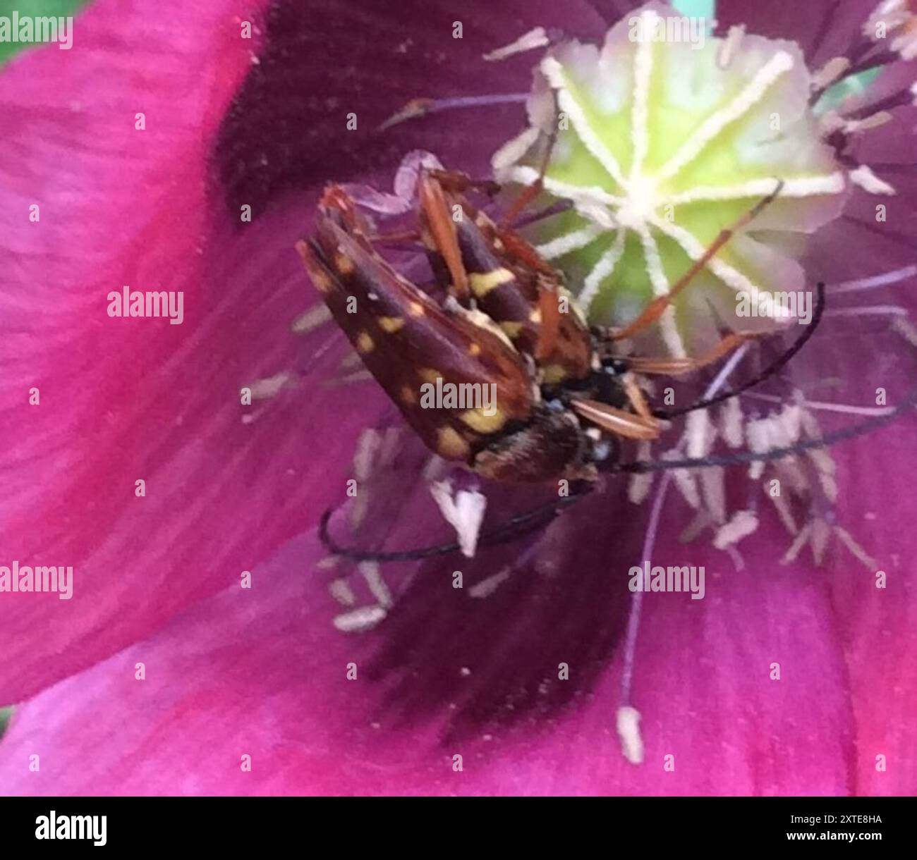 Banded Longhorn Beetle (Typocerus velutinus) Insecta Stock Photo - Alamy