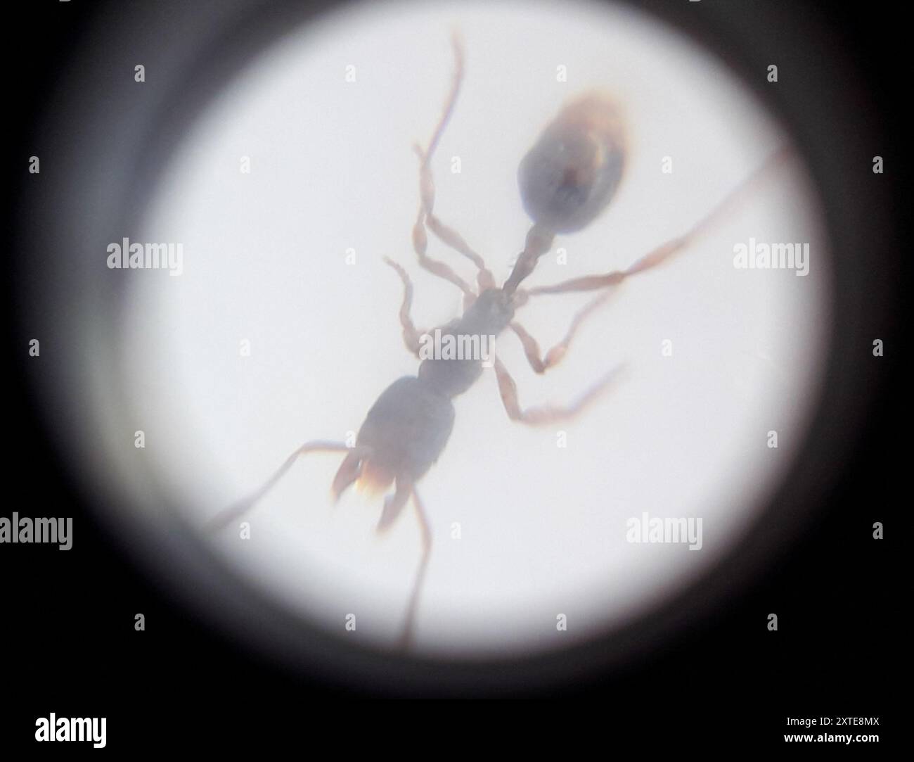 (Stenamma debile) Insecta Stock Photo - Alamy