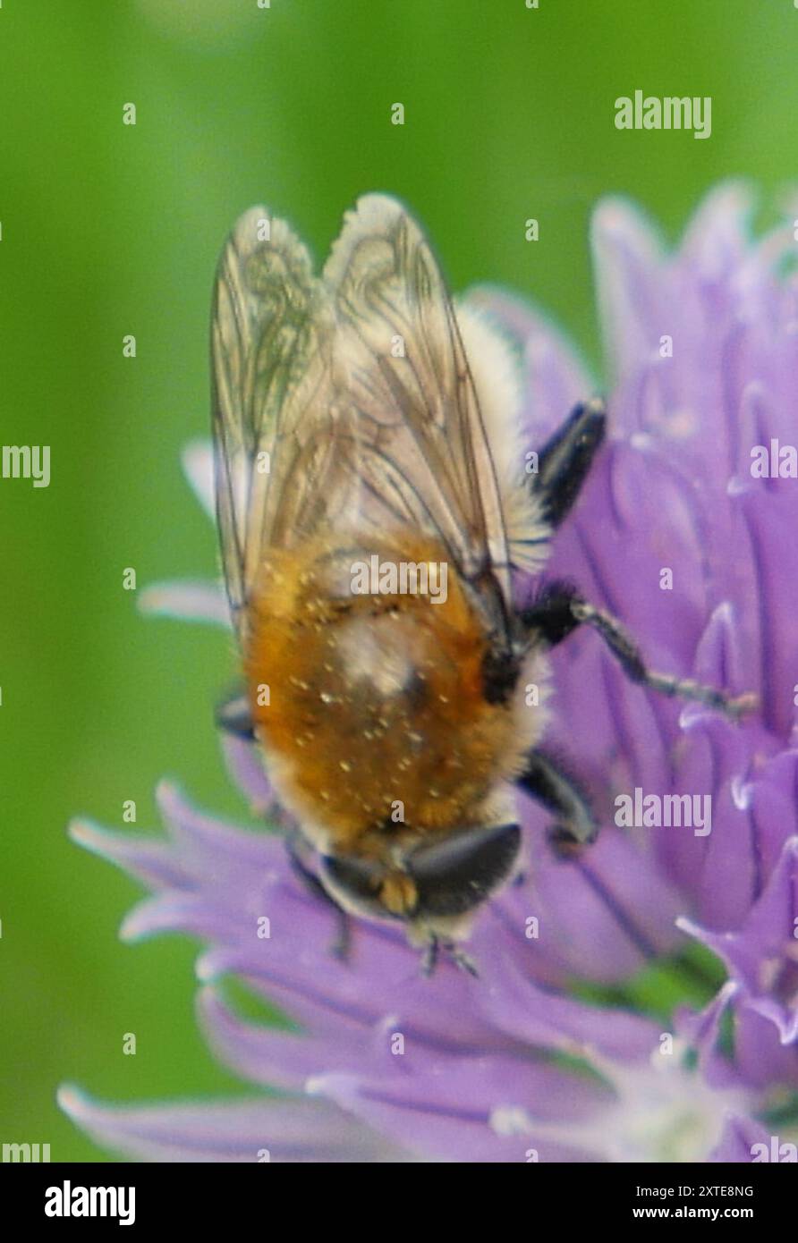 Narcissus Bulb Fly (Merodon equestris) Insecta Stock Photo - Alamy
