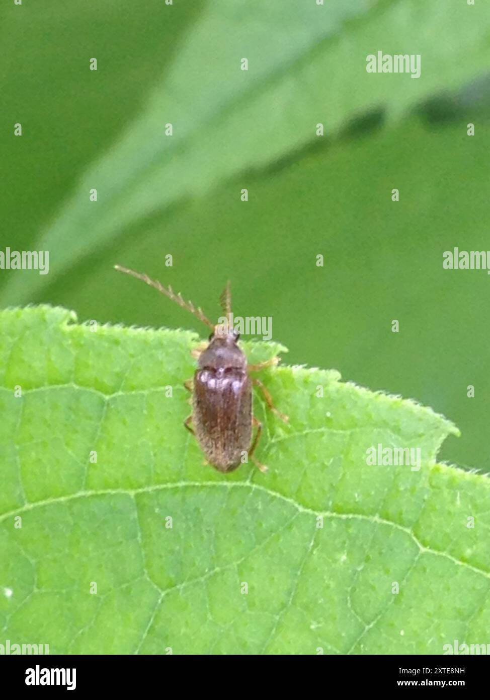Toe-winged Beetles (Ptilodactylidae) Insecta Stock Photo - Alamy