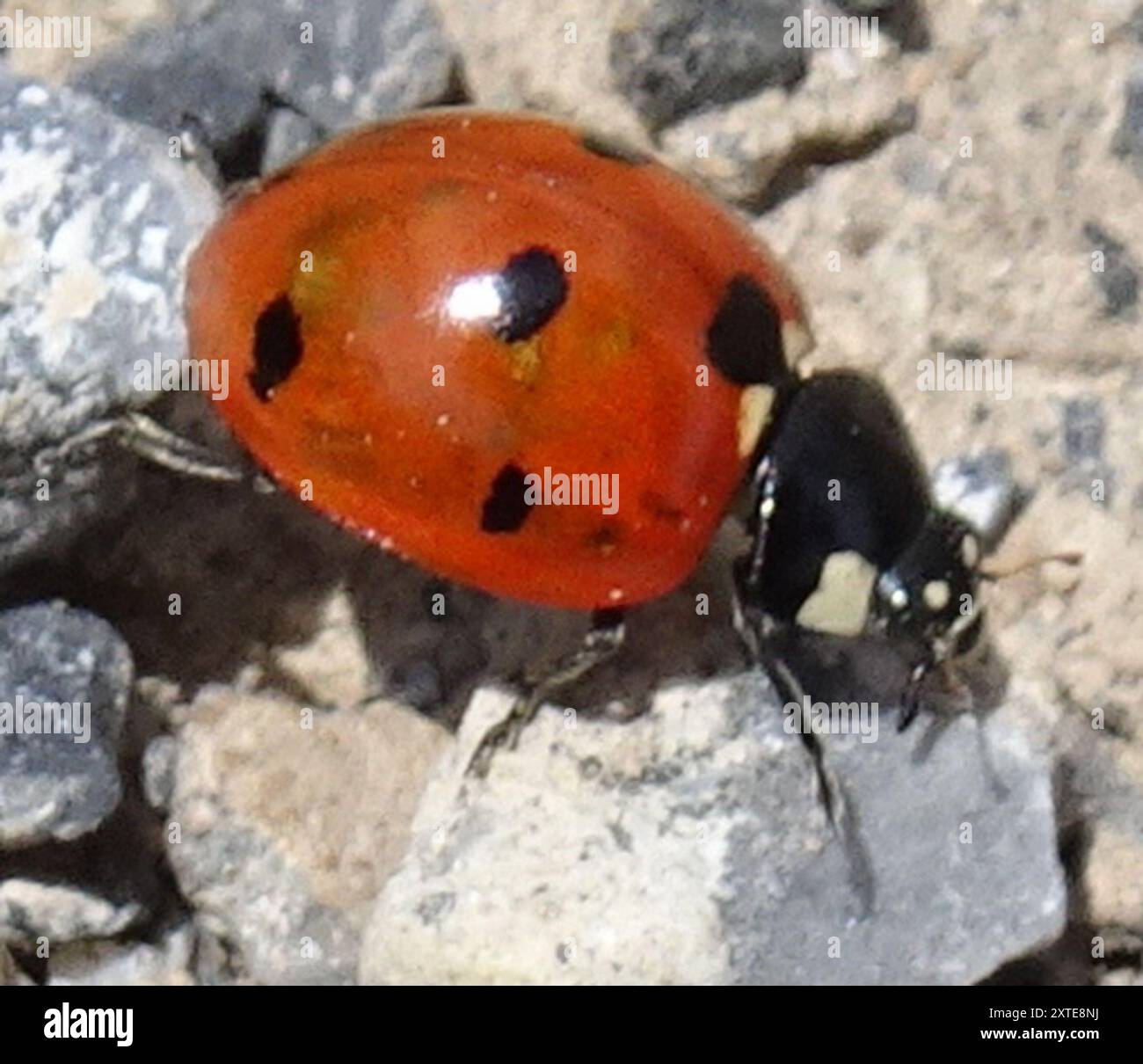 Seven-spotted Lady Beetle (Coccinella septempunctata) Insecta Stock ...