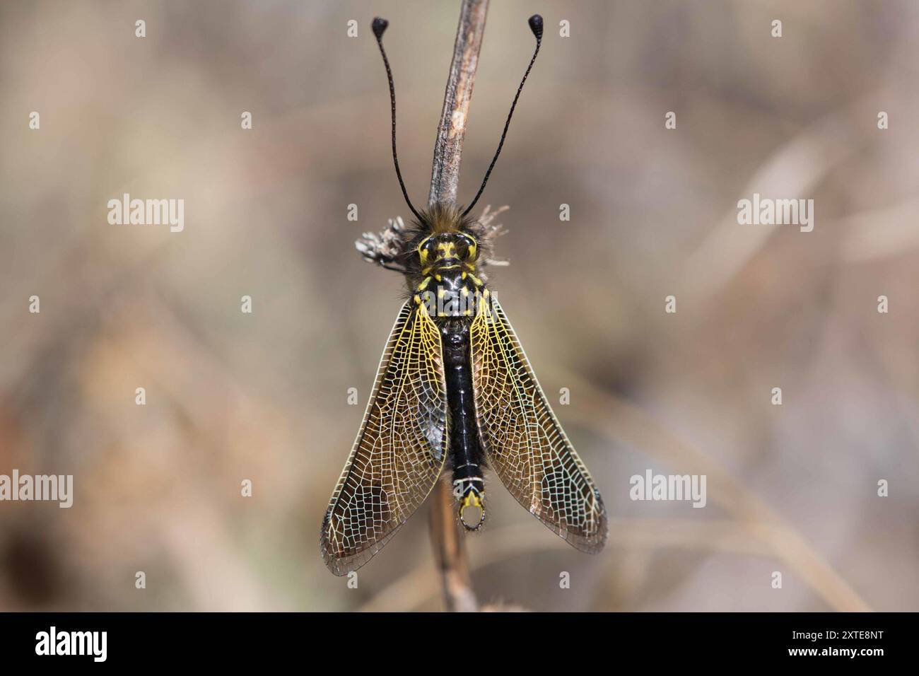 Ictericus hi-res stock photography and images - Alamy