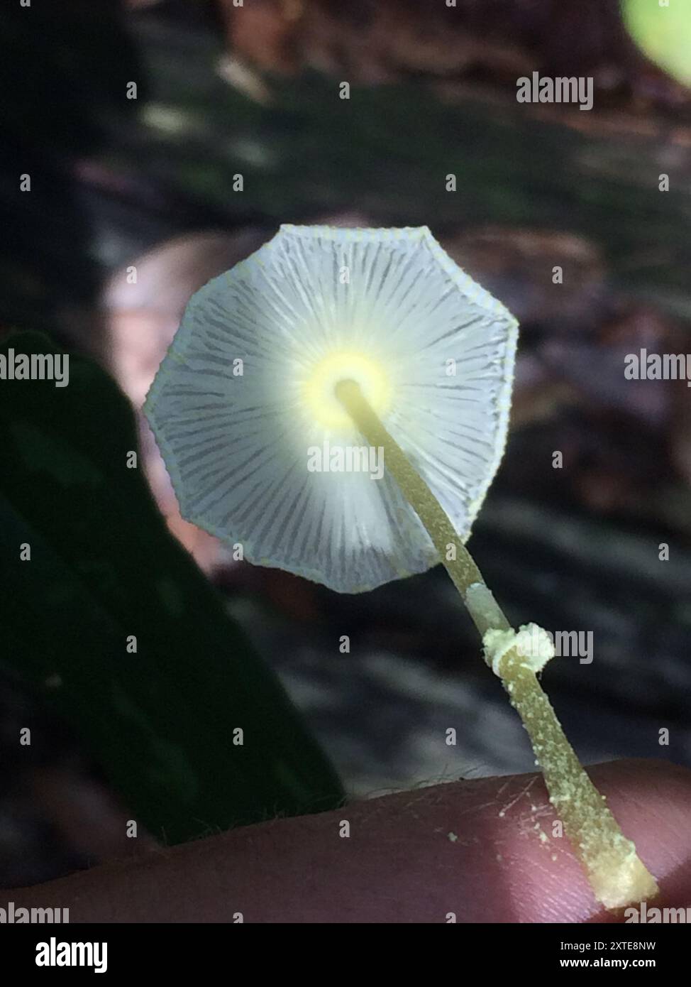 Fragile Dapperling (Leucocoprinus fragilissimus) Fungi Stock Photo - Alamy