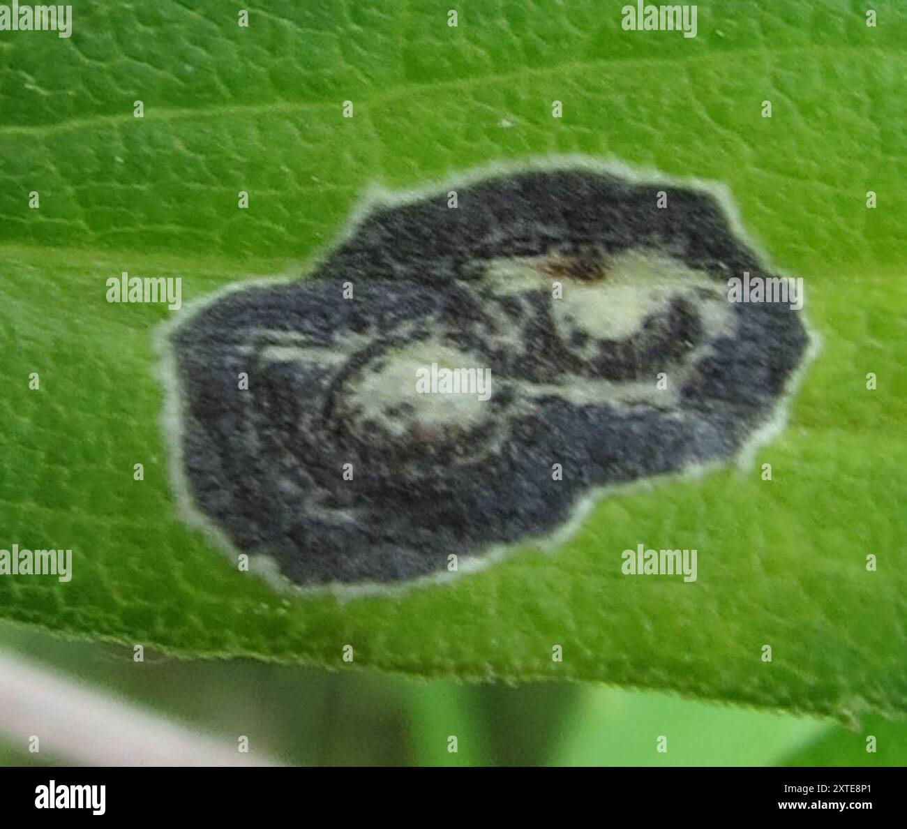 Carbonifera goldenrod gall midge (Asteromyia carbonifera) Insecta Stock ...