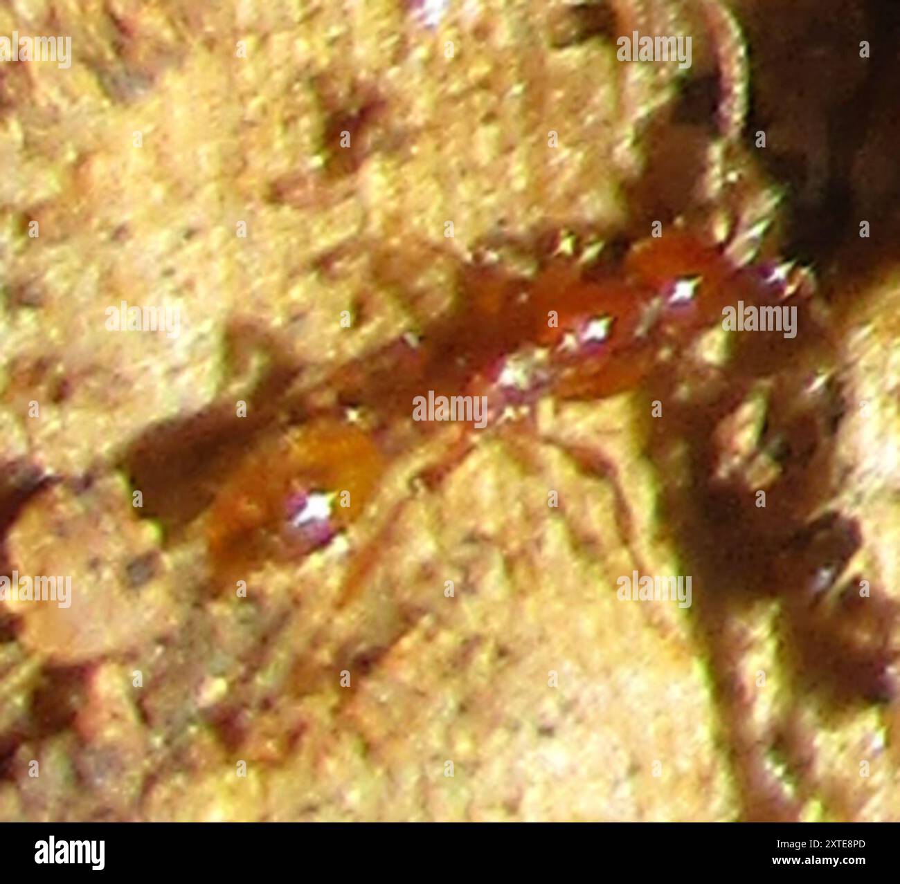 Golden Raider ant (Aenictus rotundatus) Insecta Stock Photo - Alamy