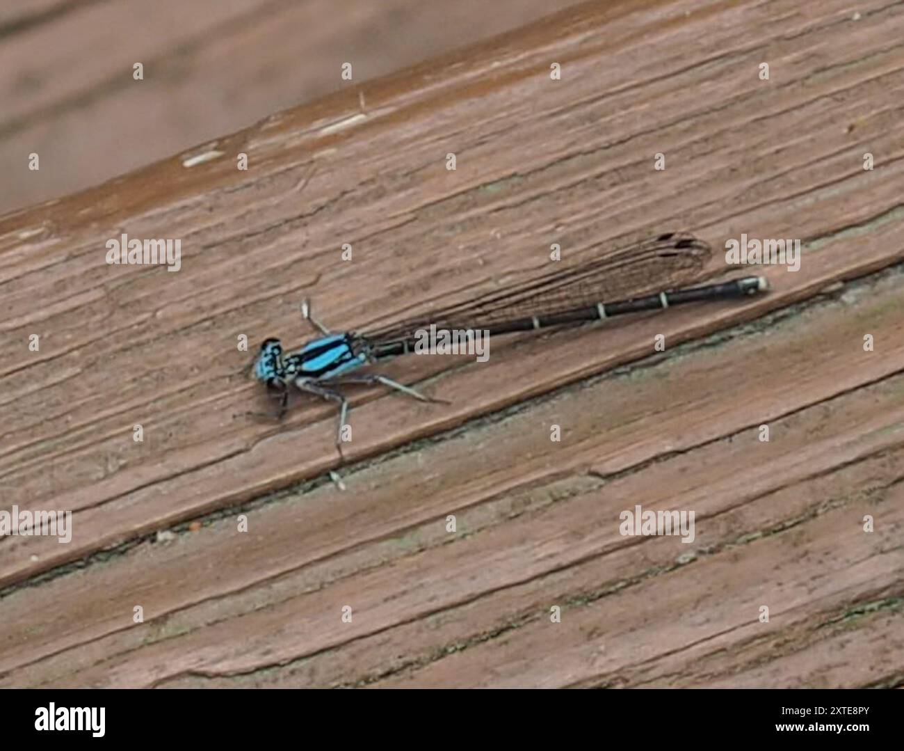 Blue-tipped Dancer (Argia tibialis) Insecta Stock Photo - Alamy
