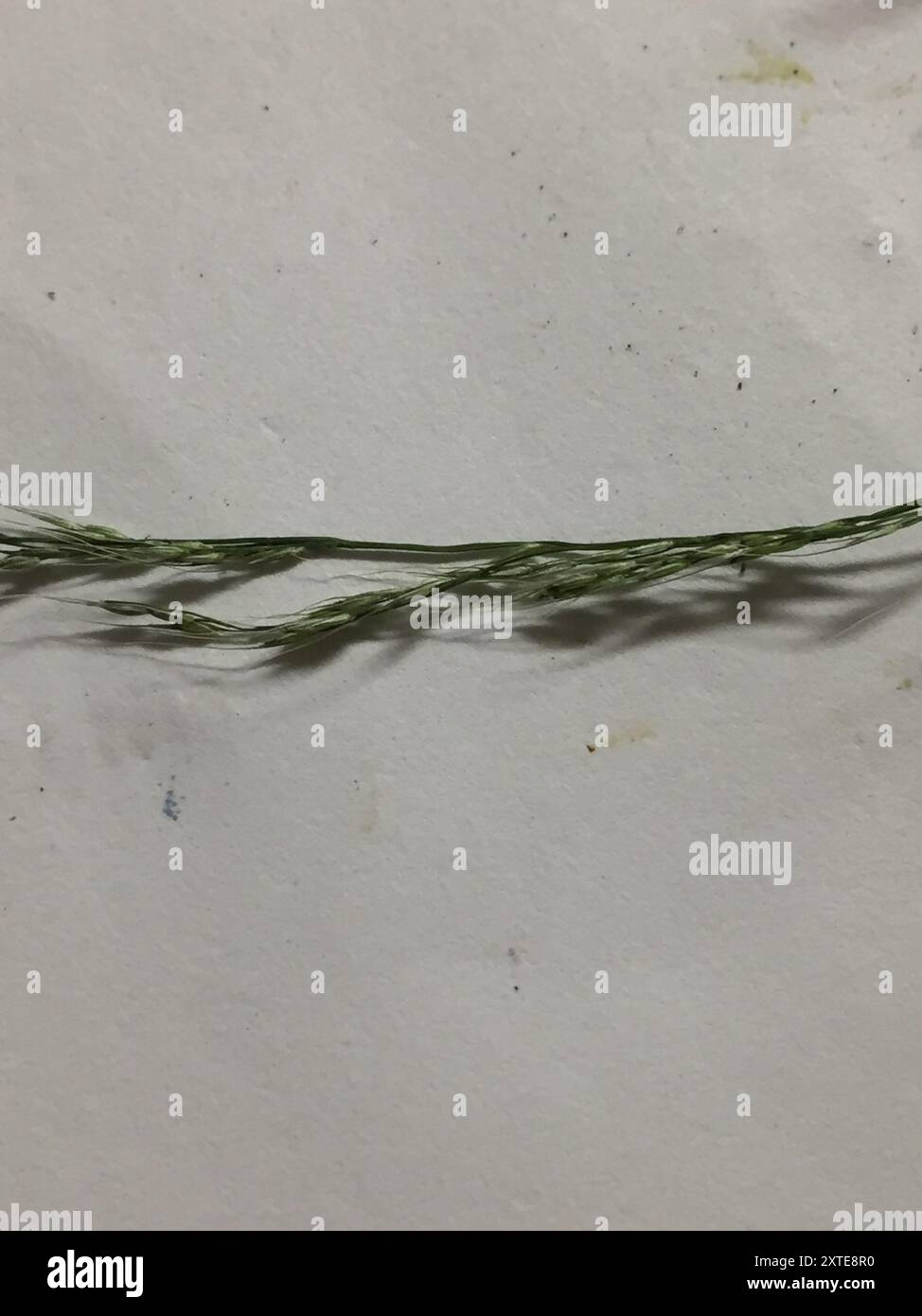 nimblewill (Muhlenbergia schreberi) Plantae Stock Photo - Alamy