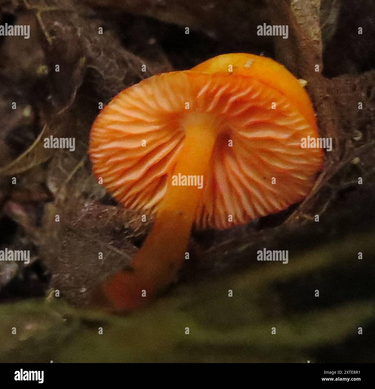 orange mycena (Mycena leaiana) Fungi Stock Photo - Alamy